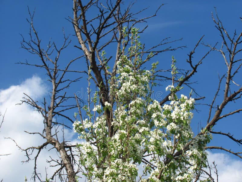 Dead Tree One Side Living Tree Stock Photos - Free & Royalty-Free Stock ...