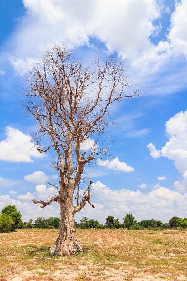 Dead Tree Alone in the Field with Blue Sky Stock Image - Image of ...