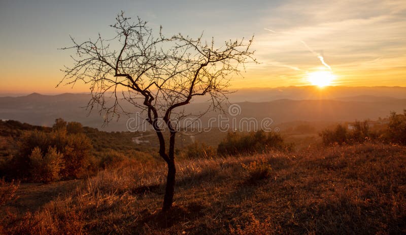 Dead Tree Alone with Sunlight Stock Photo - Image of landscape, light ...