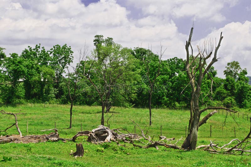 Dead tree stock image. Image of environment, timber, outors - 31694617