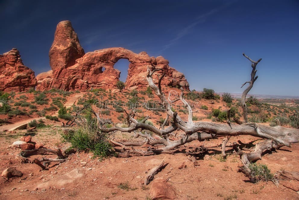 Dead tree of Arches stock image. Image of crosscountry - 3276337