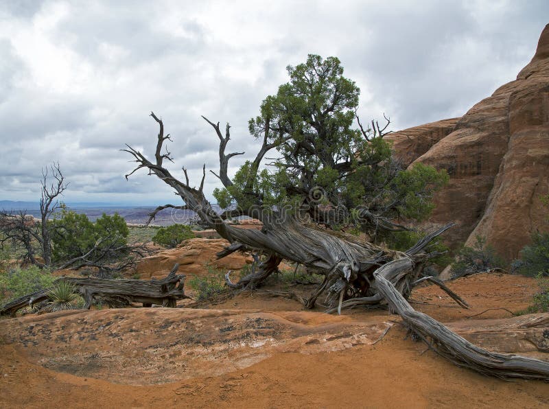 Dead Tree, Arches National Park, Moab Utah Stock Photo - Image of ...