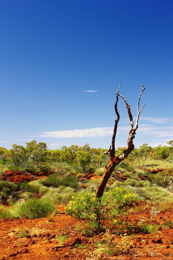 Dead Tree in Australian Outback Stock Image - Image of plant, park ...