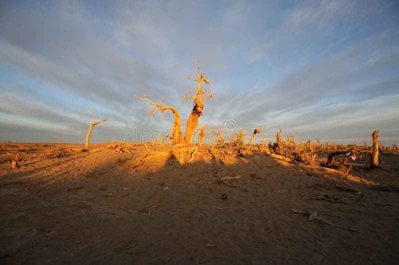 Dead tree in autumn dawn stock photo. Image of china - 28268410