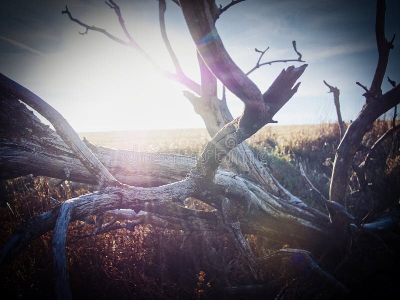 Dead Tree in the Autumn Sun Stock Image - Image of tree, autumn: 233467711