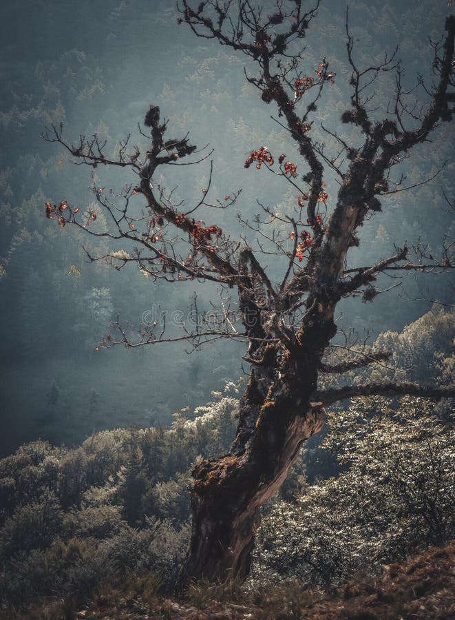 Dead Tree on Background Green Trees Stock Image - Image of drought ...