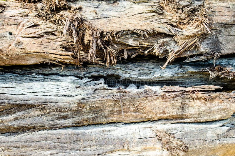 Dead Tree Background stock photo. Image of bark, rotten - 76437008