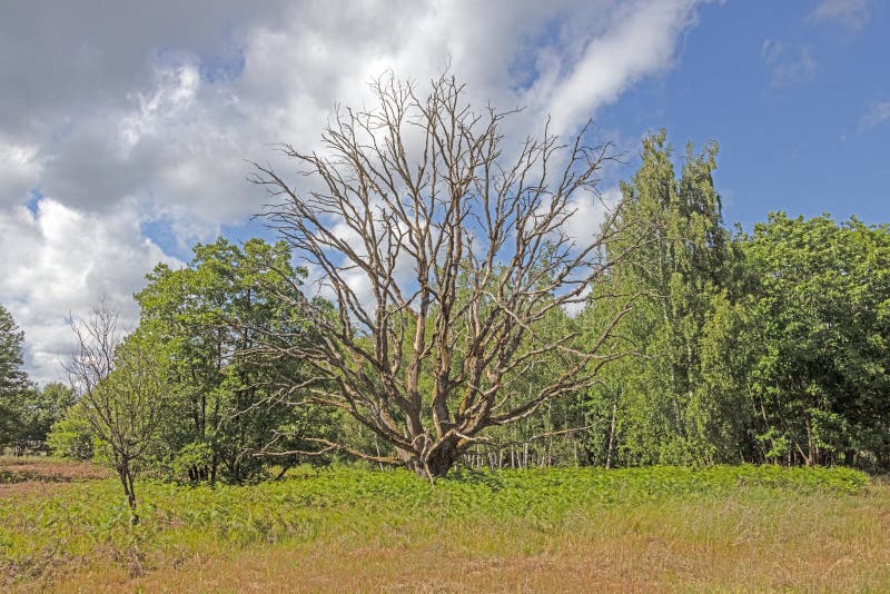 Dead Tree with Bare Branches in Open Landscape Stock Image - Image of ...