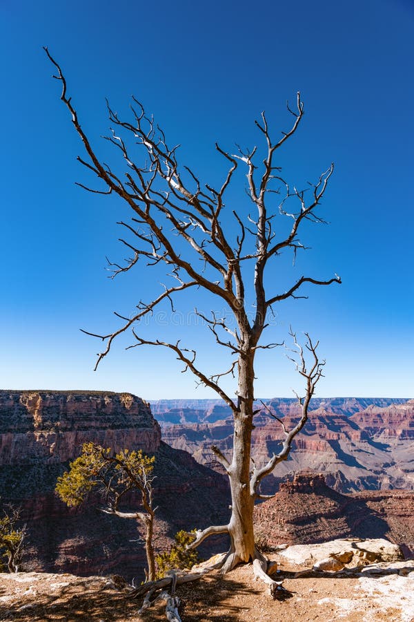 Dead Tree with Bare Trunk and Branches on the Rim of the Grand Canyon ...