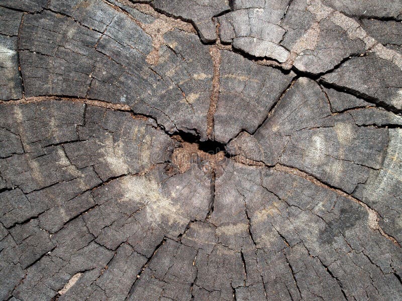 Dead tree bark stock photo. Image of tree, branch, natural - 4230594