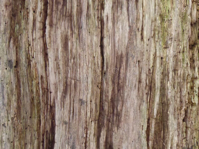 Wooden Tree Background Abstract. Stock Image - Image of wooden, tree ...