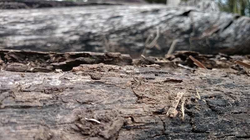Dead tree barks stock photo. Image of wood, detail, dead - 56988272
