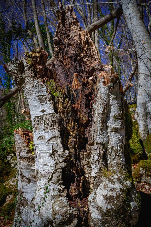 Dead Tree Base stock image. Image of forest, outdoor - 311555191