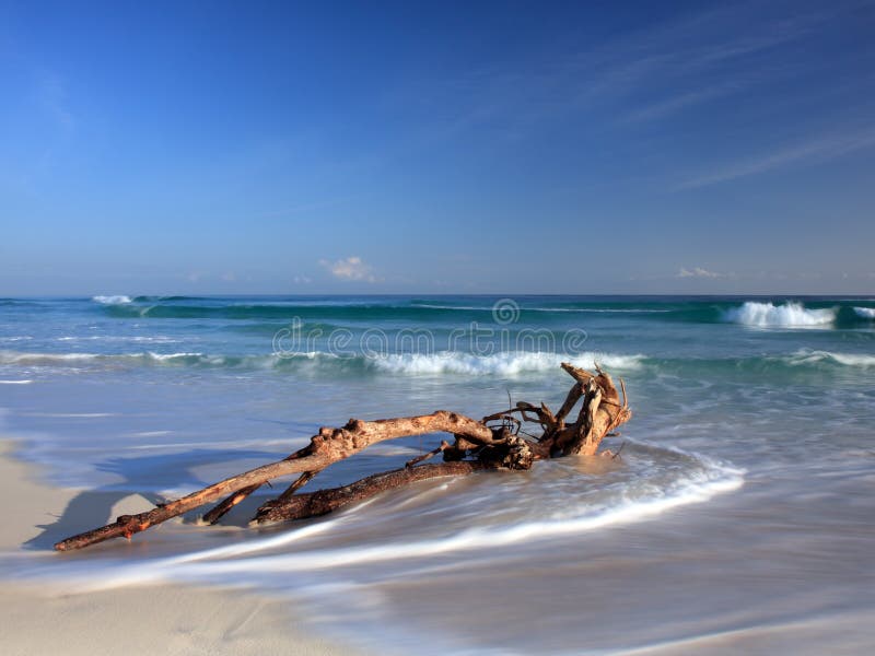 Dead tree on the beach stock image. Image of surf, nature - 12586659