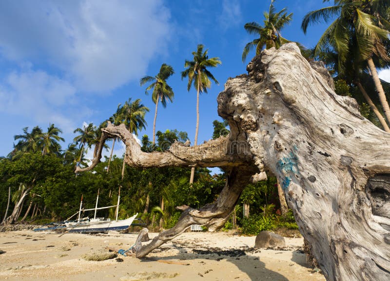 Dead tree at the beach stock photo. Image of horizontal - 26368902