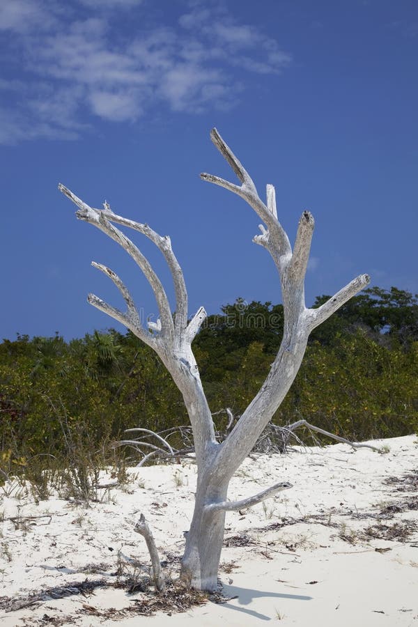 Dead tree on beach stock image. Image of beach, seaweed - 25125871
