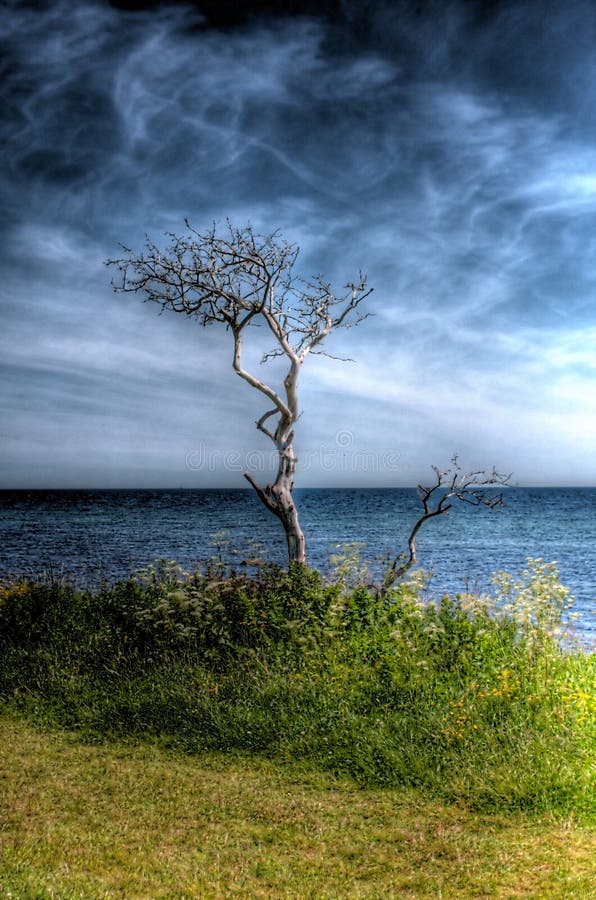 Dead tree on beach stock photo. Image of ocean, cloud - 26654986