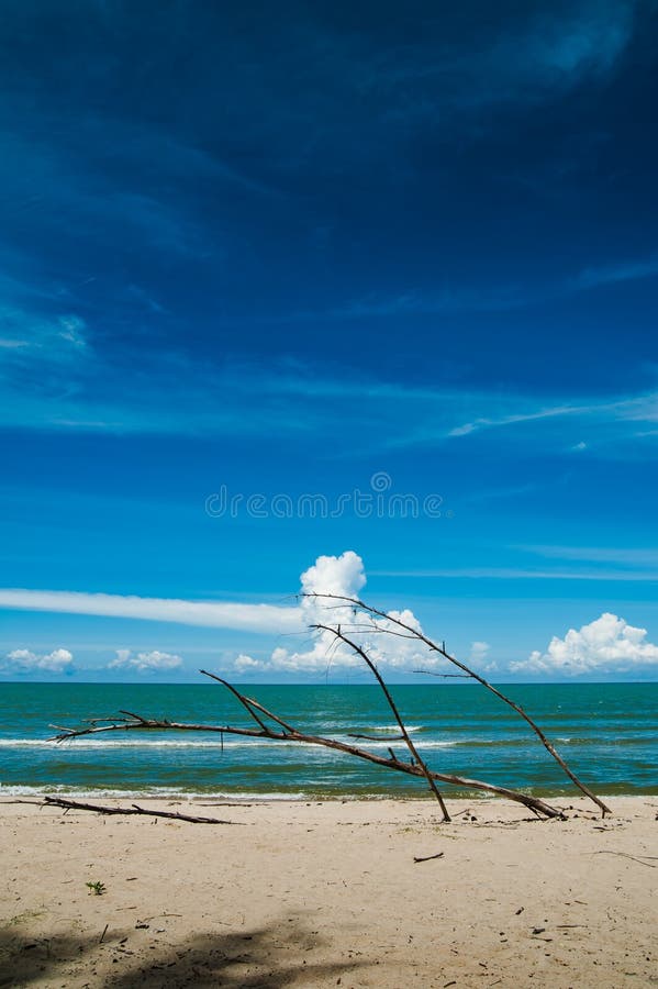 Dead tree by the beach stock image. Image of dead, beach - 27342243