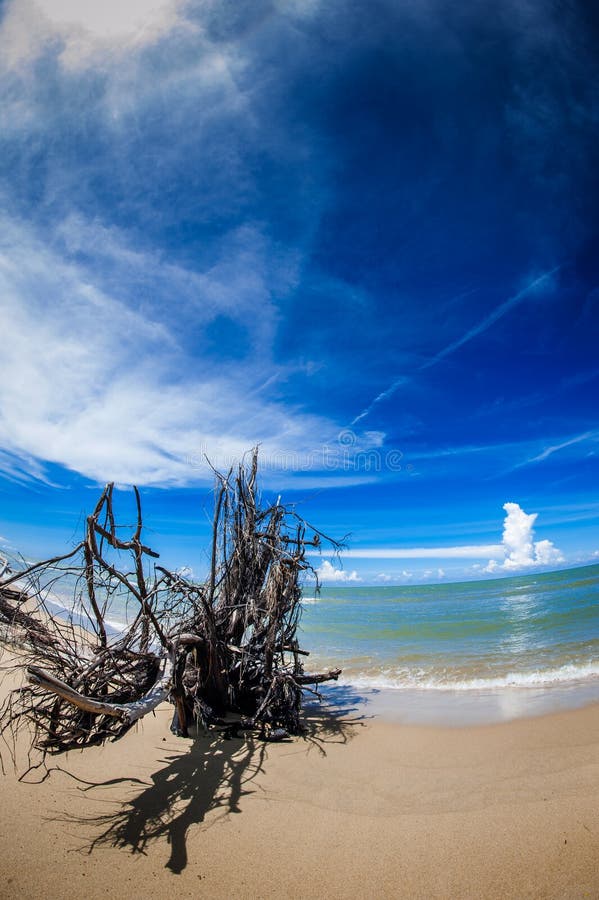 Dead tree by the beach stock image. Image of branch, landscape - 27342283