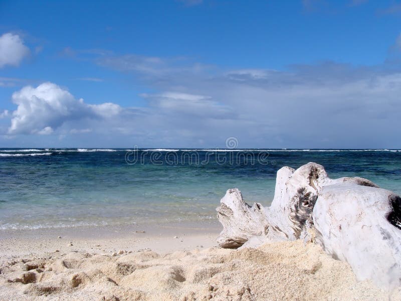 Dead tree on beach stock photo. Image of dramatic, wilderness - 5432366