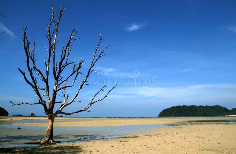 Dead Tree on the Beach stock photo. Image of silhouette - 7638284