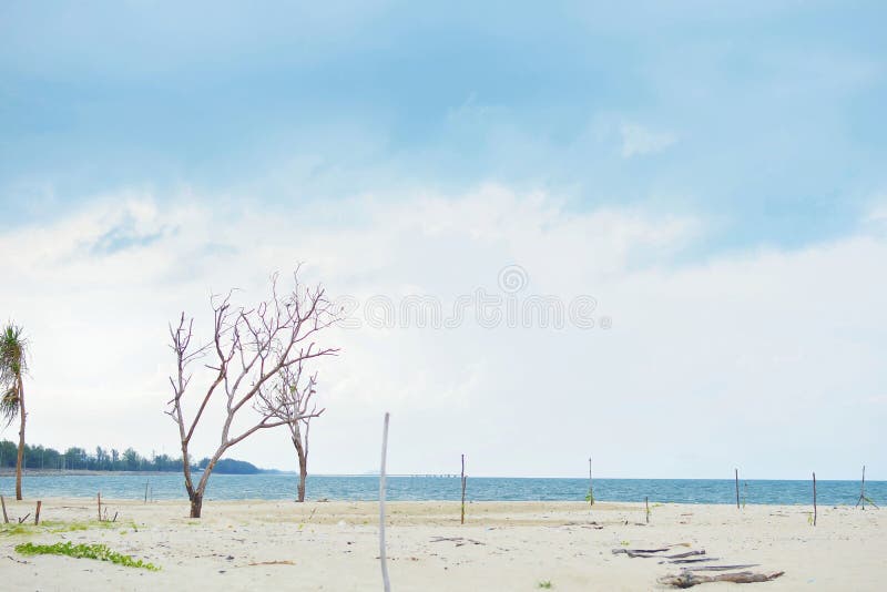 Dead tree at beach stock photo. Image of ocean, beach - 98519216