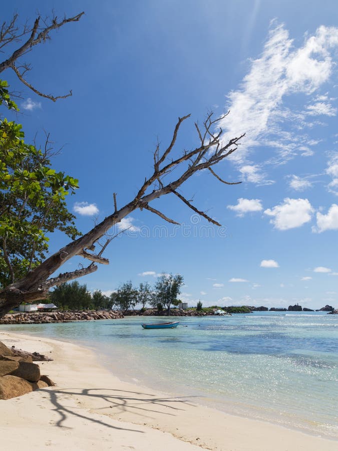 Dead tree beach stock image. Image of clouds, nature - 50814025