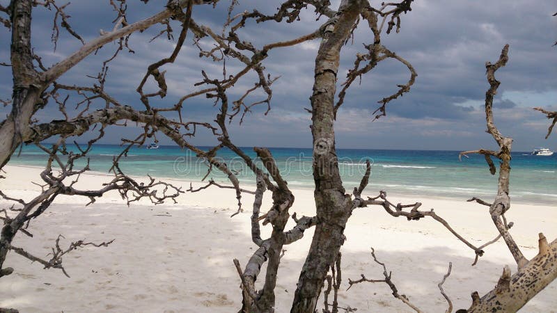 Dead tree on the beach stock image. Image of tree, buatiful - 68196233