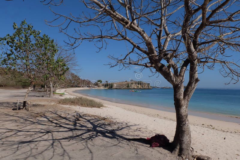 Dead Tree on the Beach with Clifftops and Trees in Indonesia Stock ...