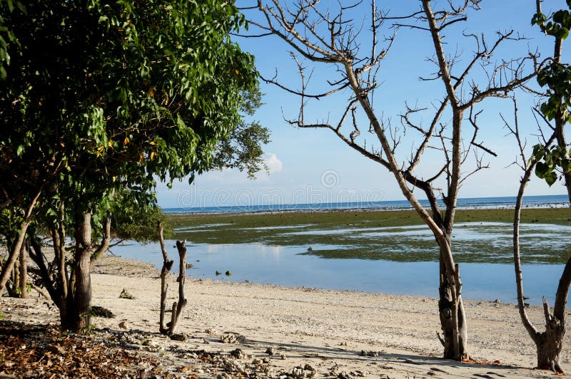 Dead tree on a beach stock image. Image of sapless, sand - 94200185