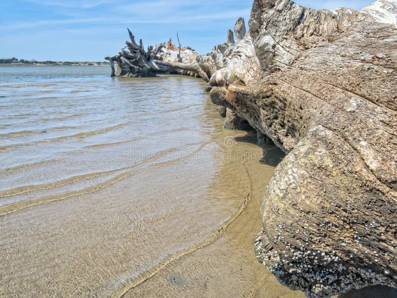 Dead tree on a beach stock image. Image of beauty, clear - 40845623