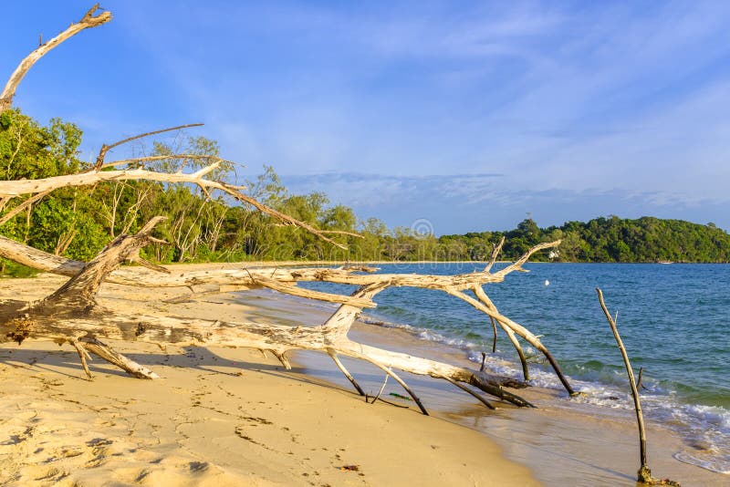 Dead tree on a beach stock photo. Image of cambodia - 108887082