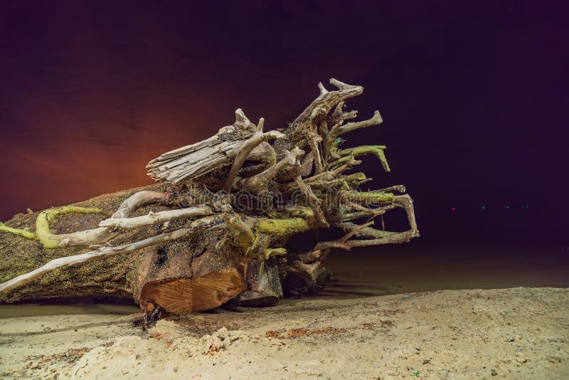 Dead Tree on a Beach at Night. Stock Image - Image of sunset, tropical ...