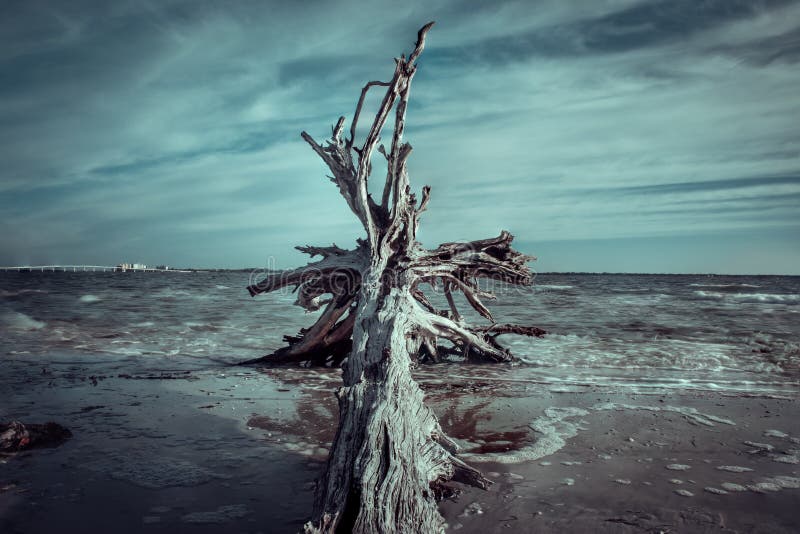 Dead Tree on the Beach of Sanibel Island, Florida Stock Photo - Image ...