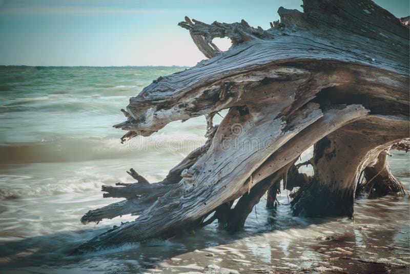 Dead Tree on the Beach of Sanibel Island, Florida Stock Photo - Image ...