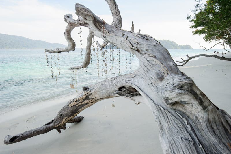 Dead Tree on a Beach at Sunshine Stock Image - Image of texture, stump ...