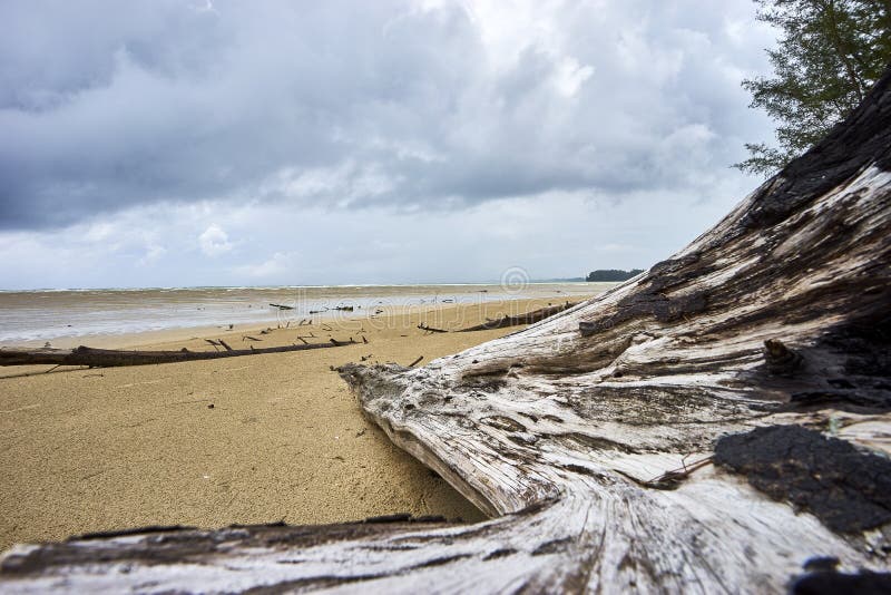 Dead tree on a beach stock image. Image of nature, beach - 97591577