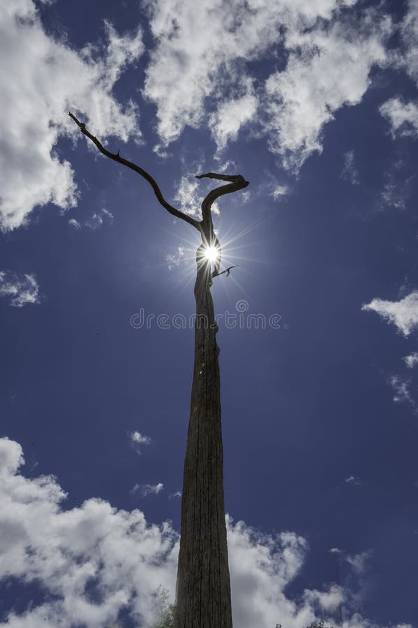 Dead Tree with Beam of Light from Sunshine Day Stock Image - Image of ...