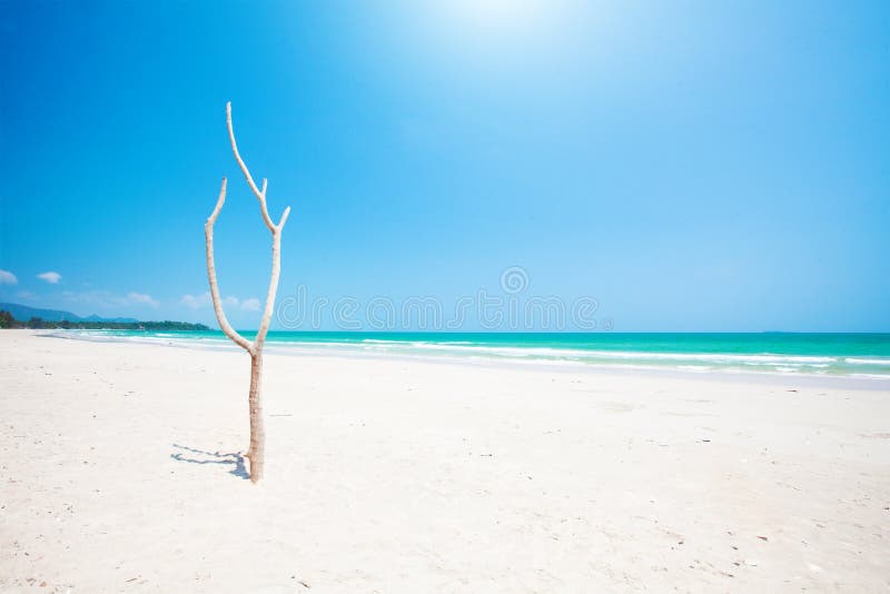 Dead Tree on Beautiful Beach Stock Photo - Image of outdoor, romantic ...