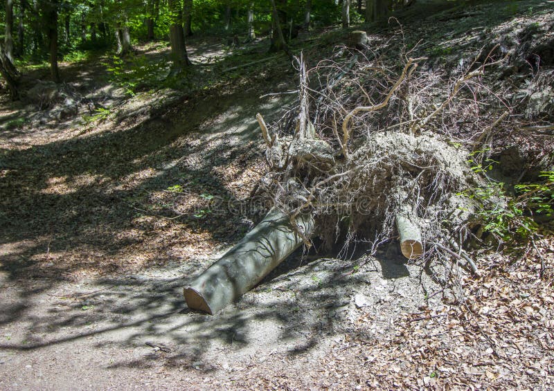 Dead tree with big roots stock photo. Image of growth - 75889236