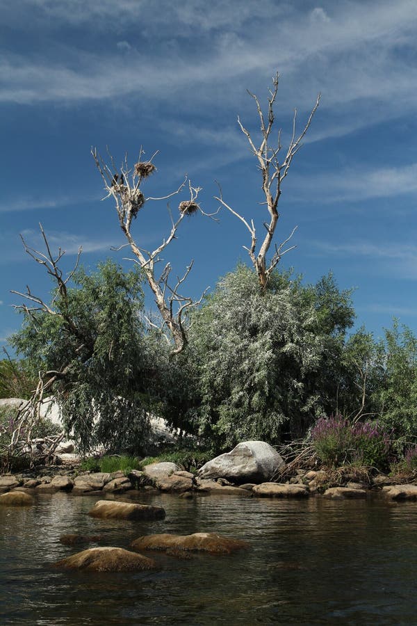 Dead Tree with Nests on Top. Stock Image - Image of lifless, tree ...
