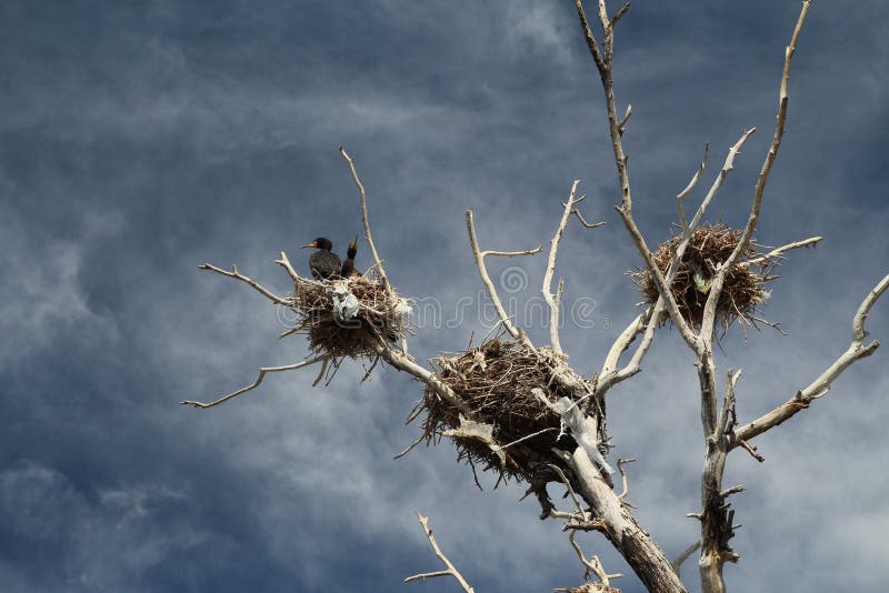 Dead Tree with Nests on Top. Stock Image - Image of evidence, change ...
