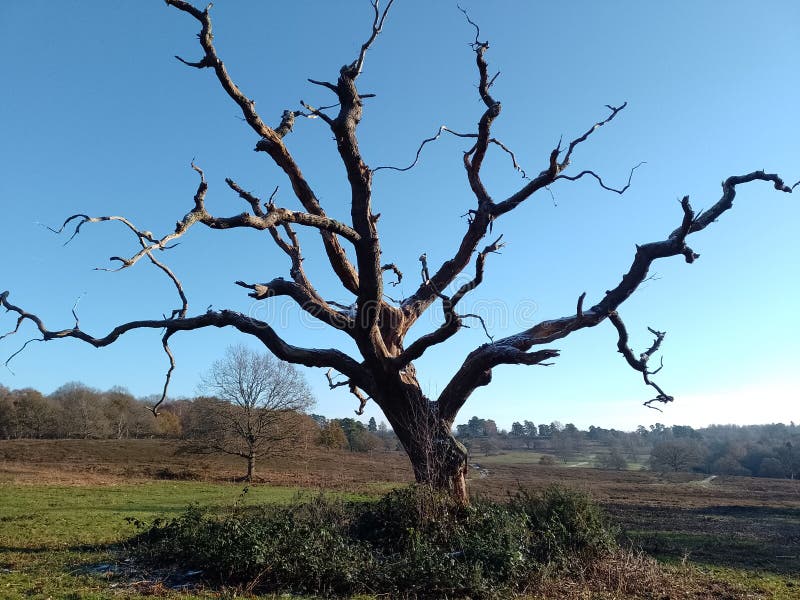 Dead Tree, Bird Perch, Artistic Tree, Beautiful Tree, Dying Tree ...