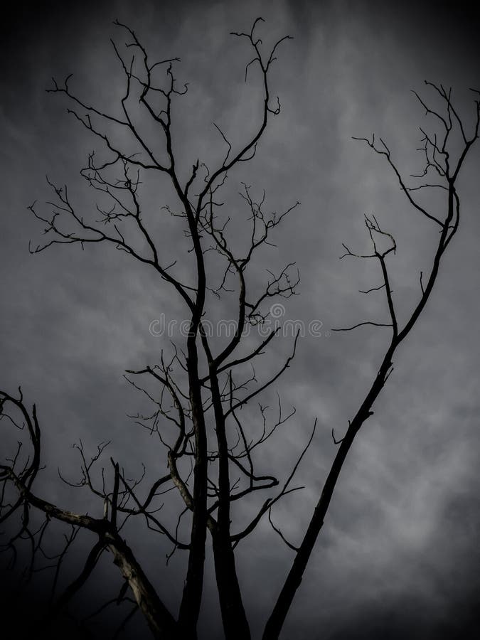 Dead Tree on a Black Sky Background. Stock Photo - Image of pattern ...