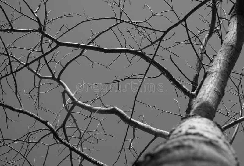 Dead tree black and white stock photo. Image of environment - 66980948