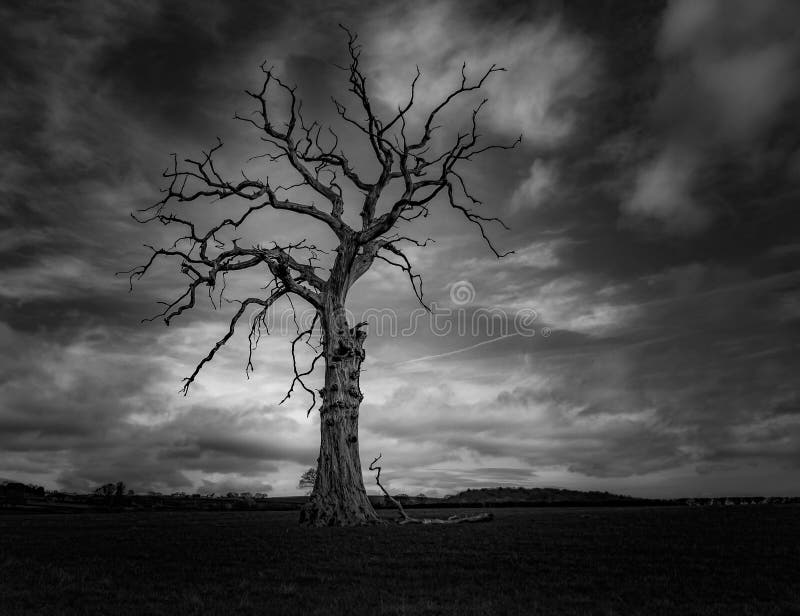 221 Dead Tree No Leaves White Stock Photos - Free & Royalty-Free Stock ...