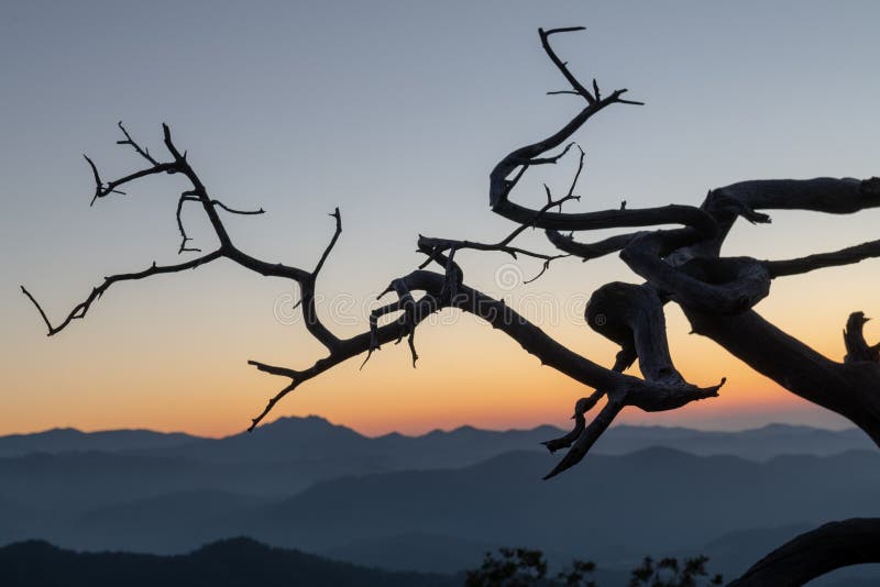 Dead Tree during Blue Hour at Machiaras, Cyprus Stock Photo - Image of ...