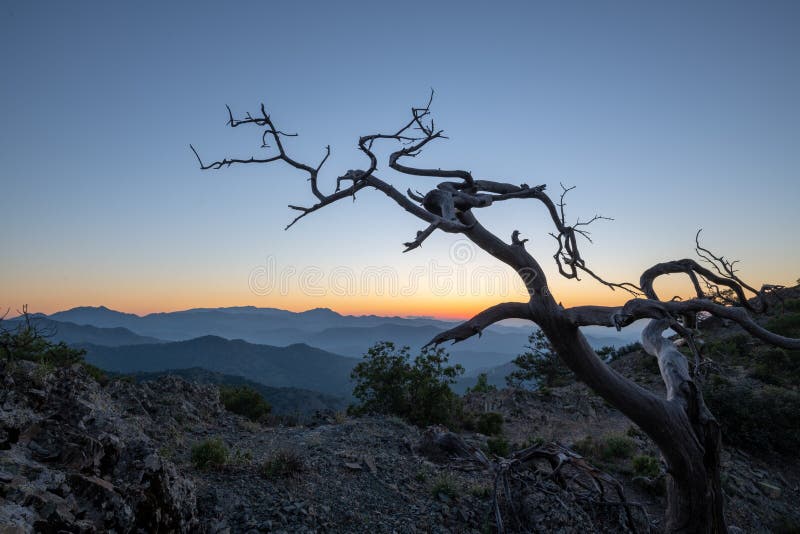 Dead Tree during Blue Hour at Machiaras, Cyprus Stock Image - Image of ...