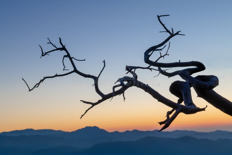 Dead Tree during Blue Hour at Machiaras, Cyprus Stock Image - Image of ...
