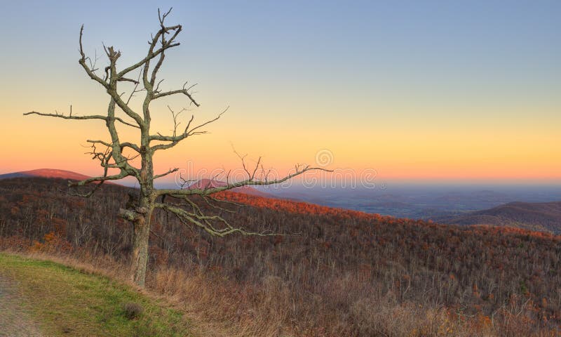 Dead Tree in Blue Ridge Mountains Stock Photo - Image of mountain ...